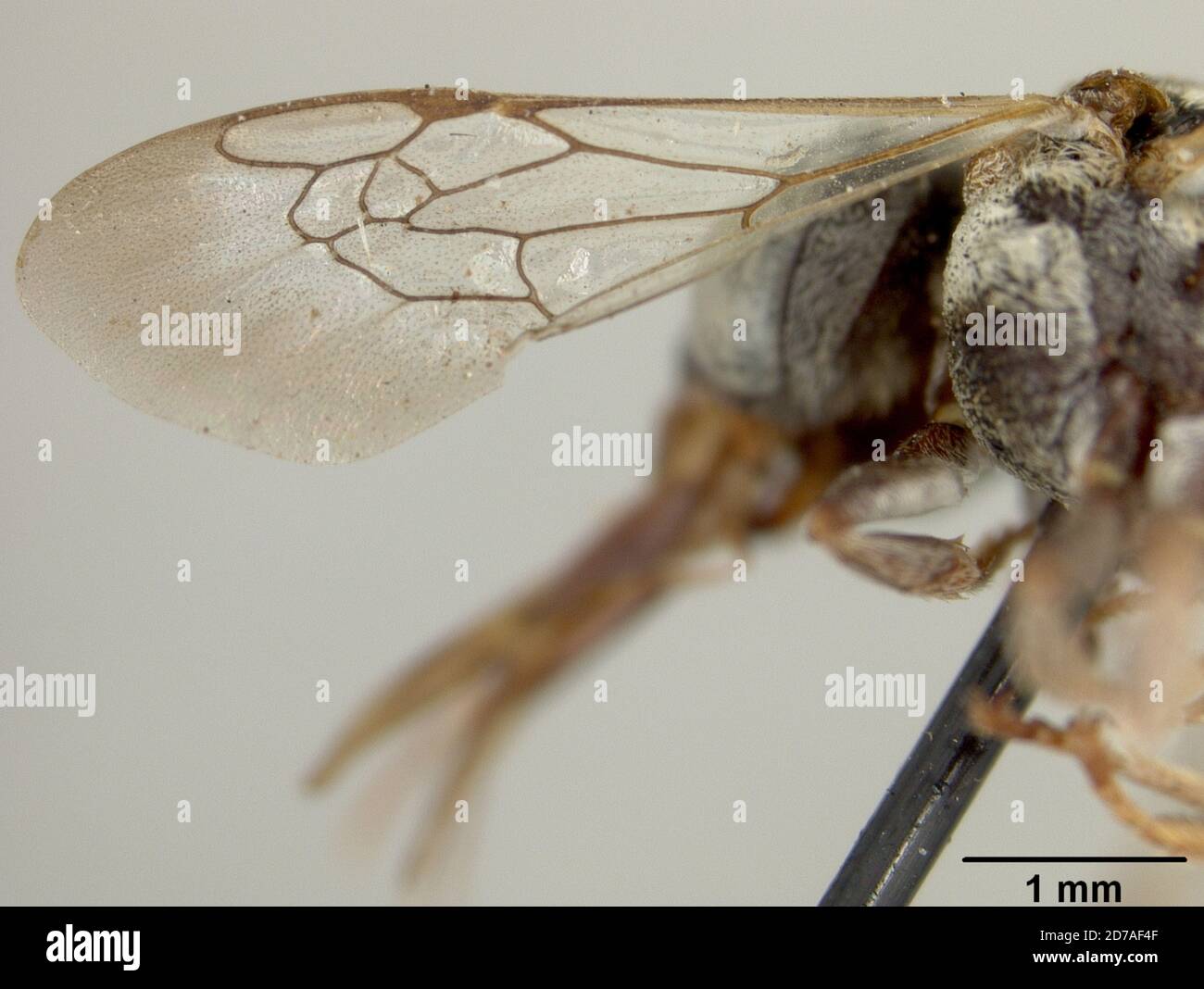 Epeolus humillimus cockerell hi-res stock photography and images - Alamy