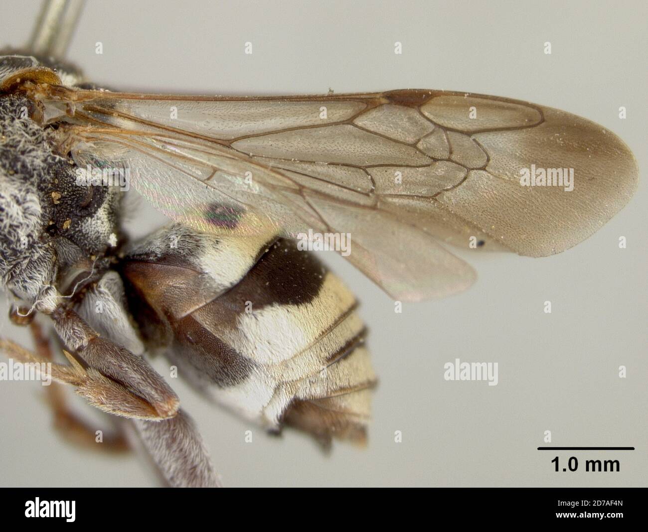 Pinned, Mount Parasome, San Gabriel Mountains, near Pasadena, Los ...