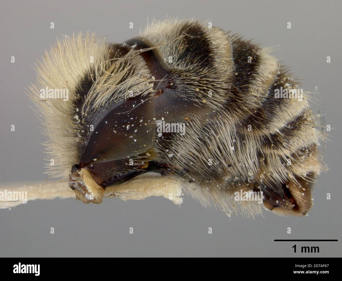 1949 animalia hi-res stock photography and images - Alamy