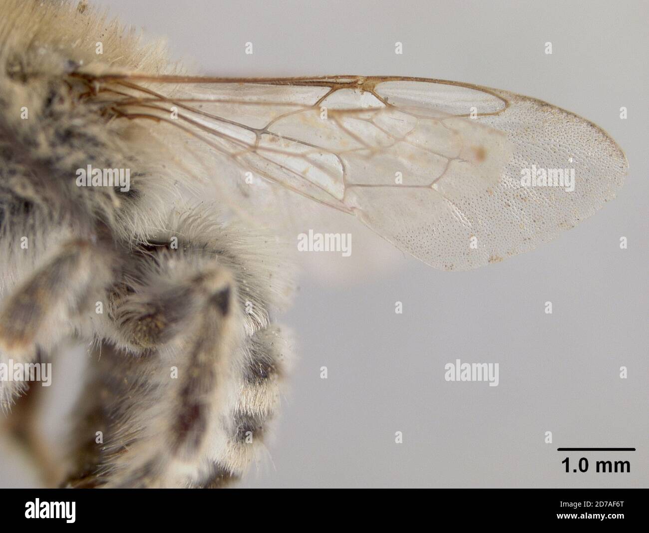 Pinned, Prued's Summit, New Mexico, United States, Melissodes ...