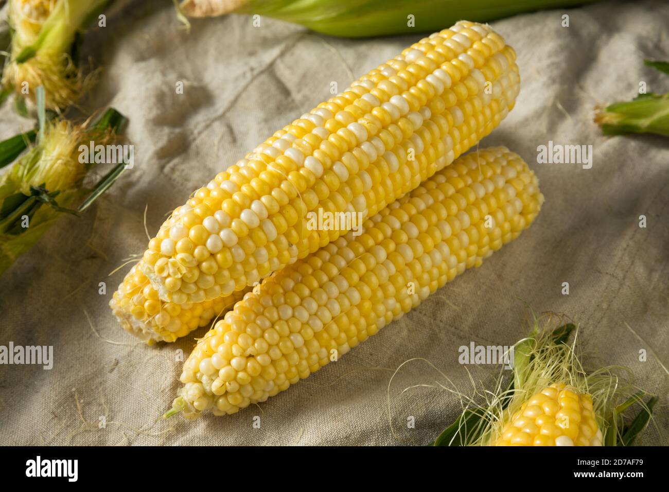 Raw Organic Sweet Corn on the Cob Ready to Cook Stock Photo - Alamy