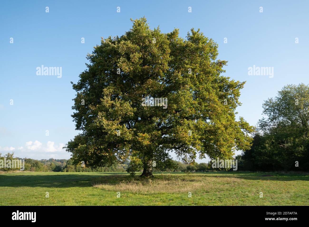 View of mature English oak tree (Quercus robur), also called common oak ...