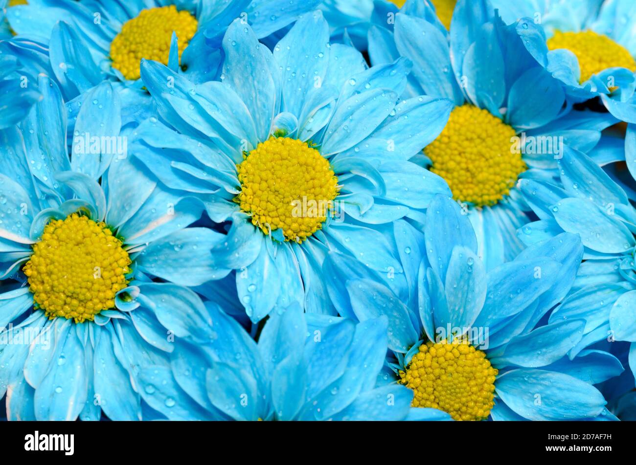 Blue daisy background. Floral concept Stock Photo - Alamy