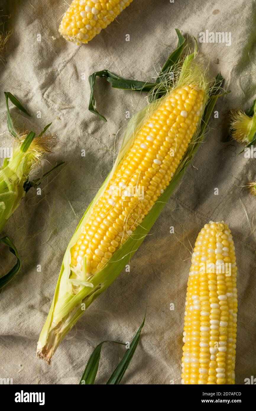 Raw Organic Sweet Corn on the Cob Ready to Cook Stock Photo - Alamy