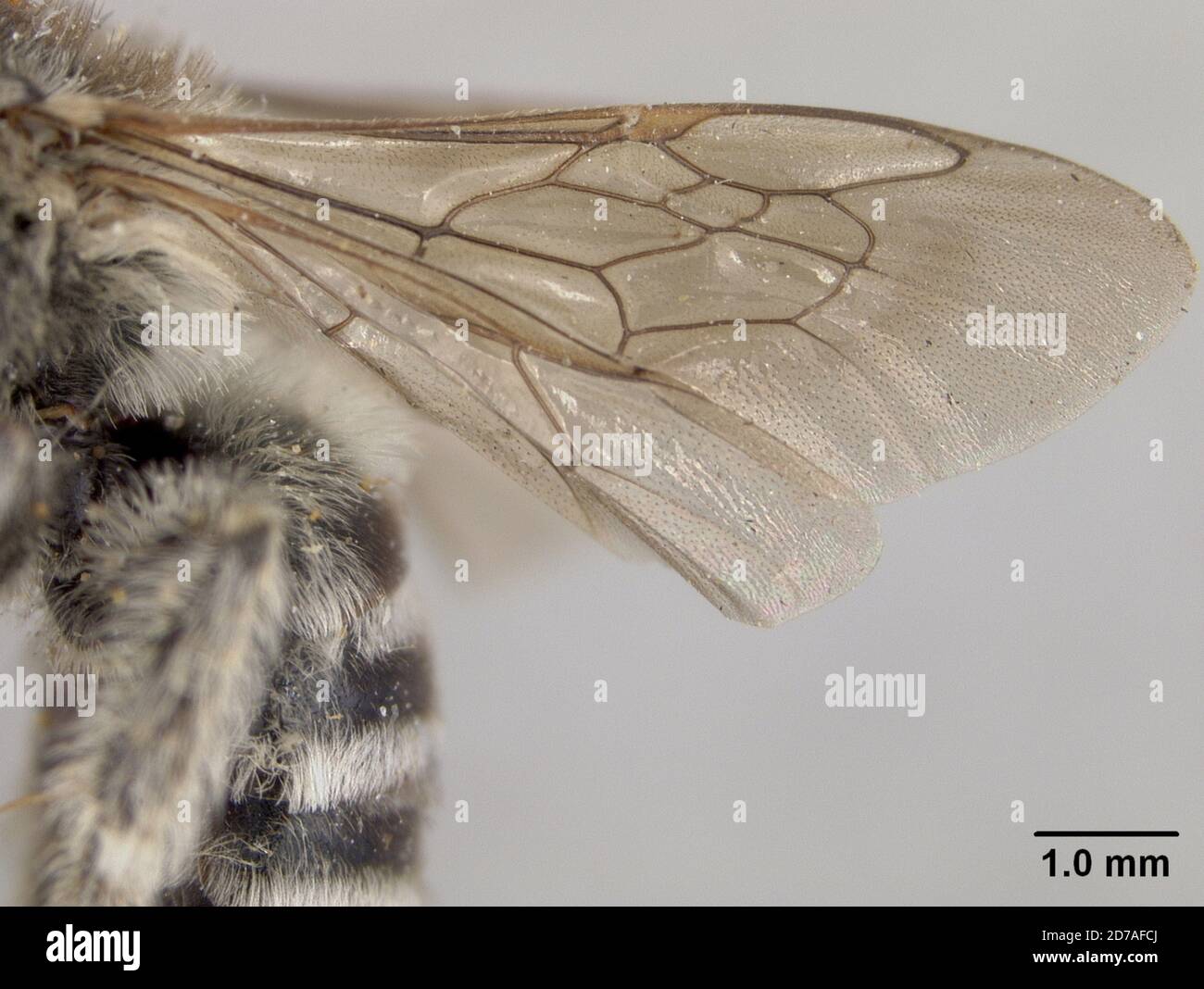 1956 animalia hi-res stock photography and images - Alamy