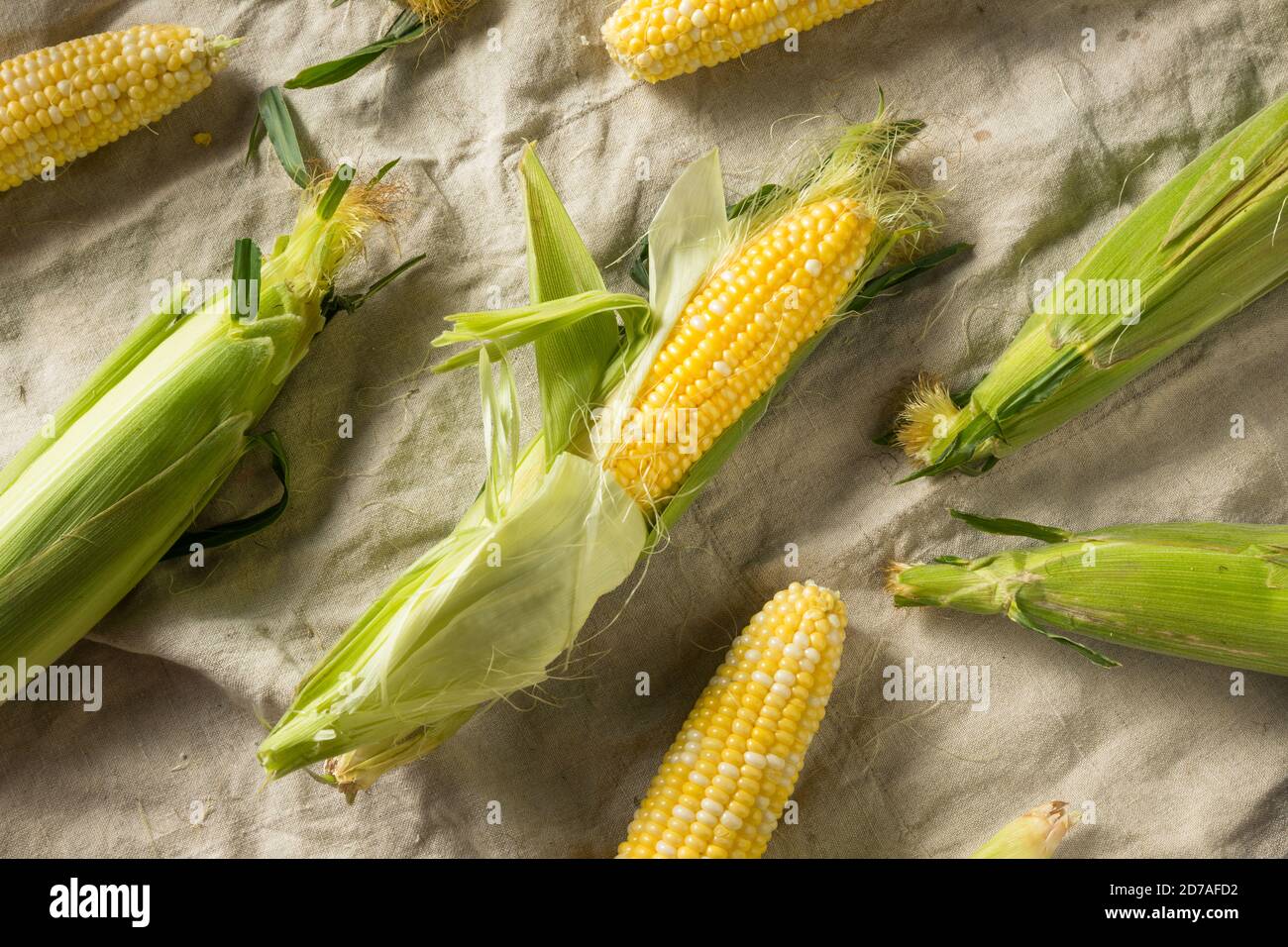 Raw Organic Sweet Corn on the Cob Ready to Cook Stock Photo - Alamy