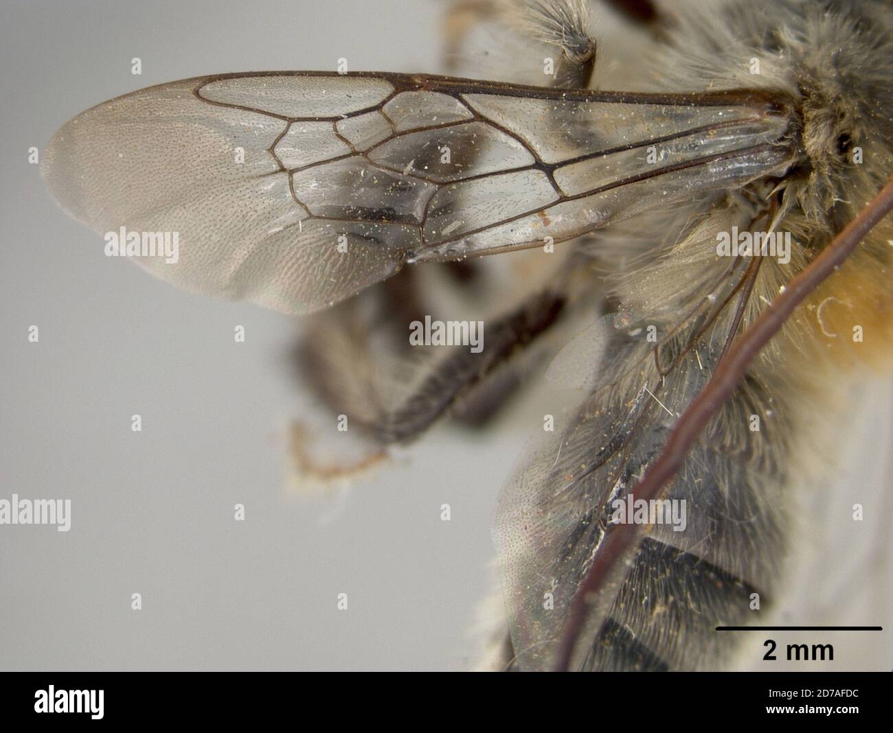 Pinned, Tingo, Peru, Huanuco, Peru, Thygater arequipensis Cockerell ...