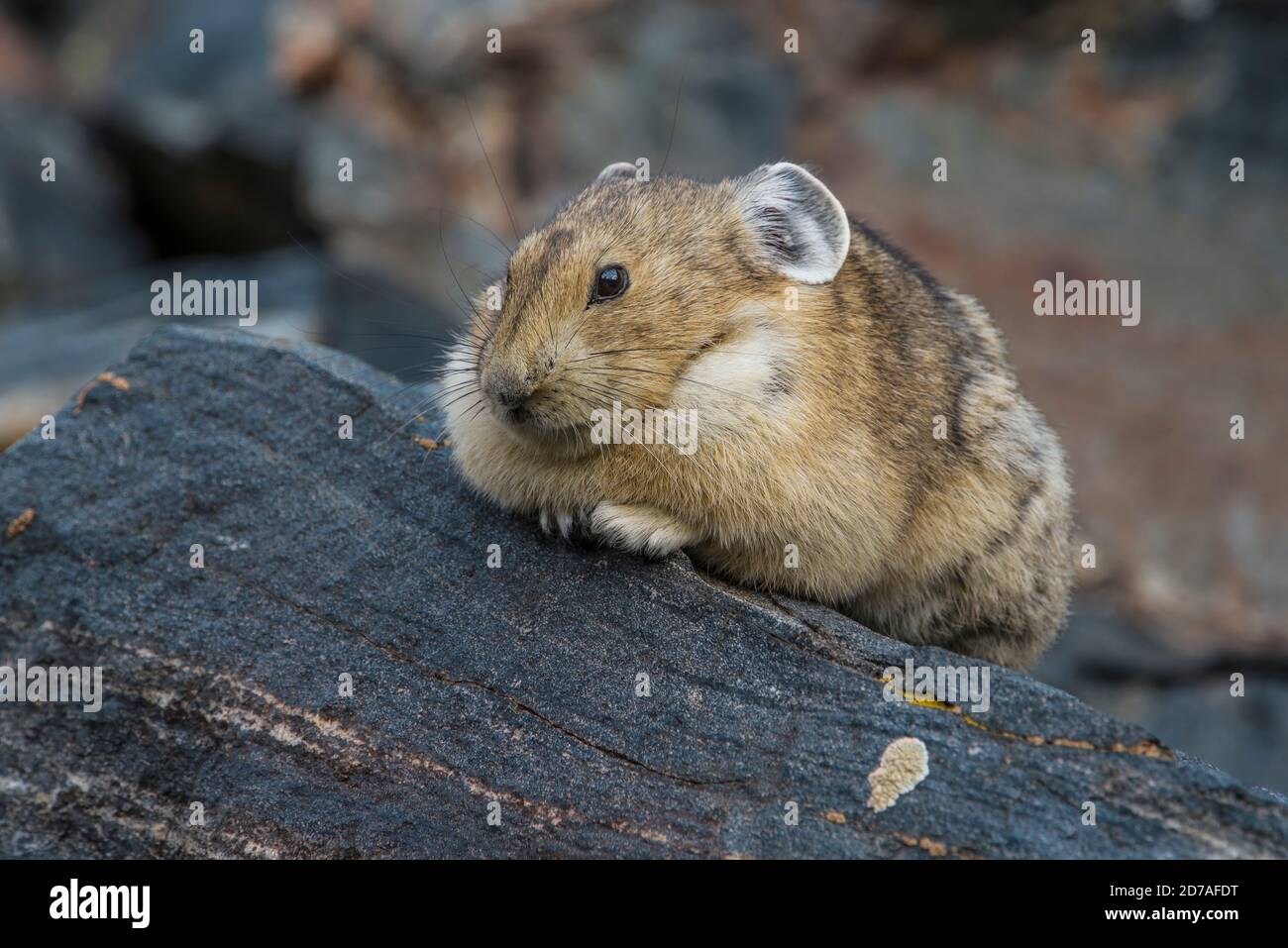 American pika rocky mountains colorado hi-res stock photography and ...