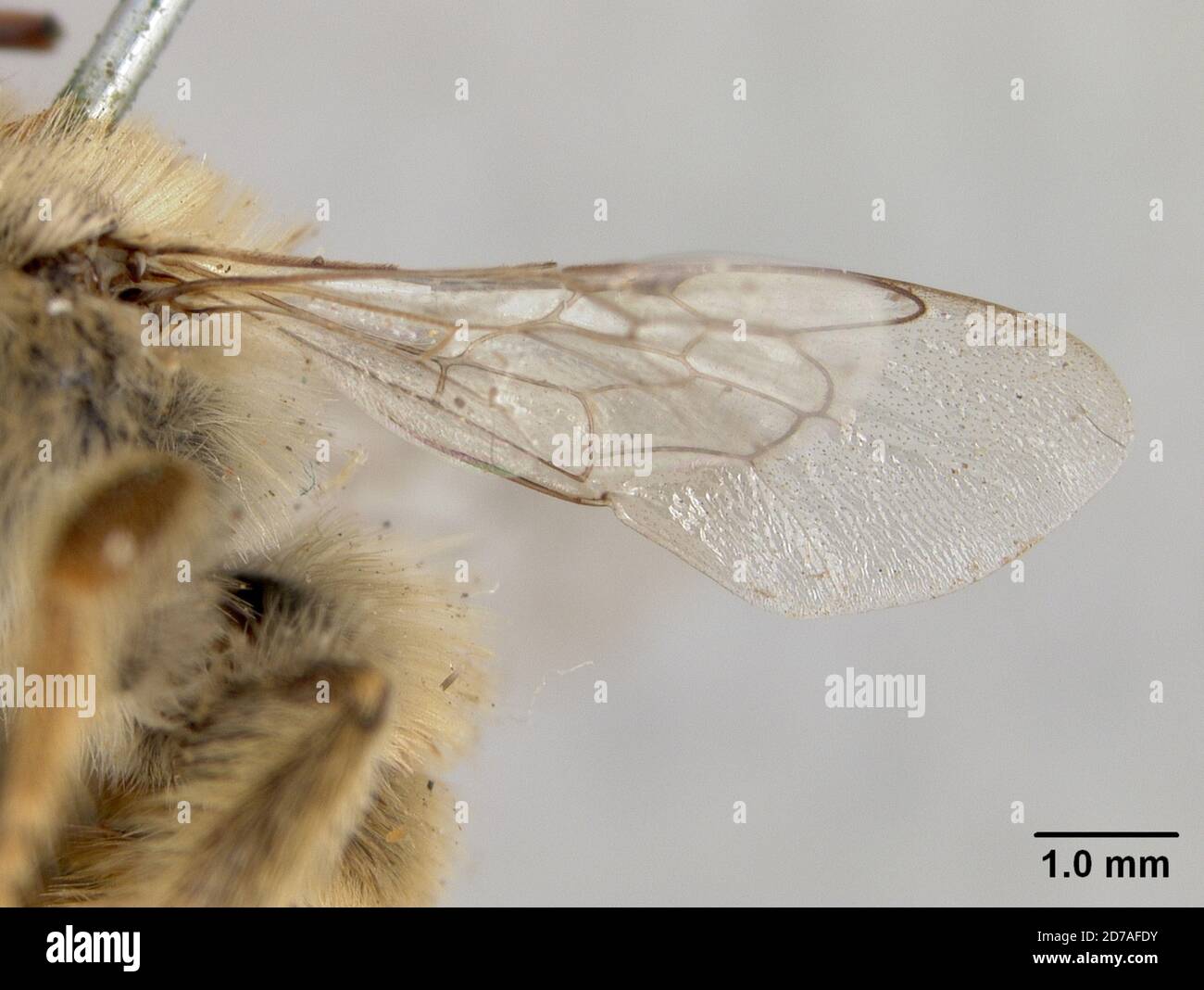 Xenoglossodes lusor cockerell hi-res stock photography and images - Alamy