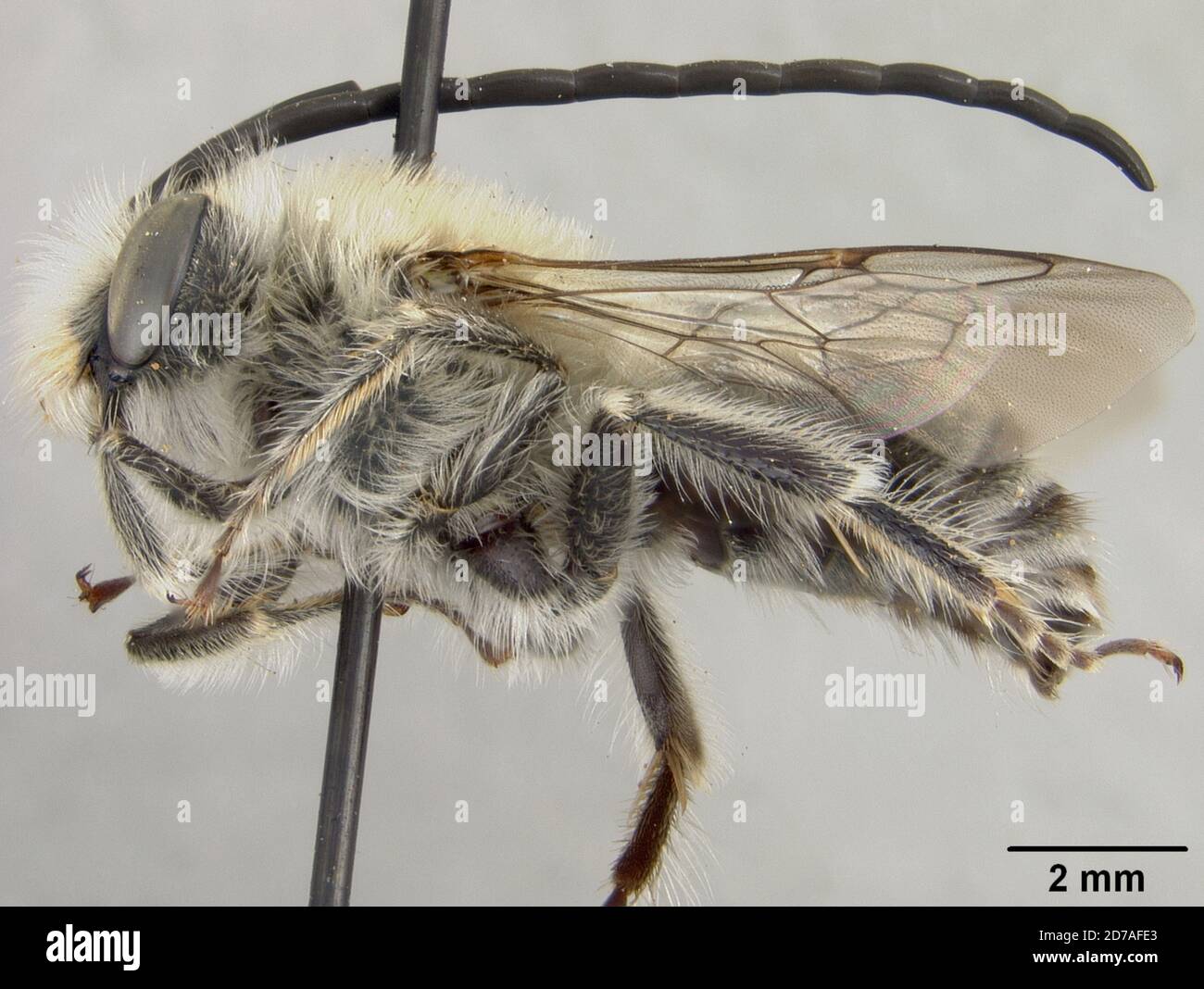 Tetralonia poetica cockerell hi-res stock photography and images - Alamy