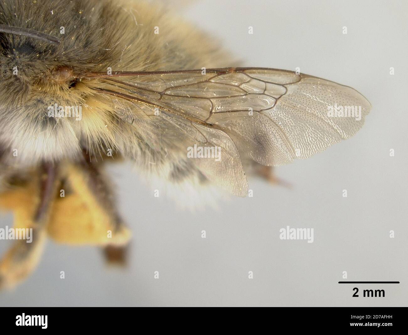 Anthophora acervorum hi-res stock photography and images - Alamy