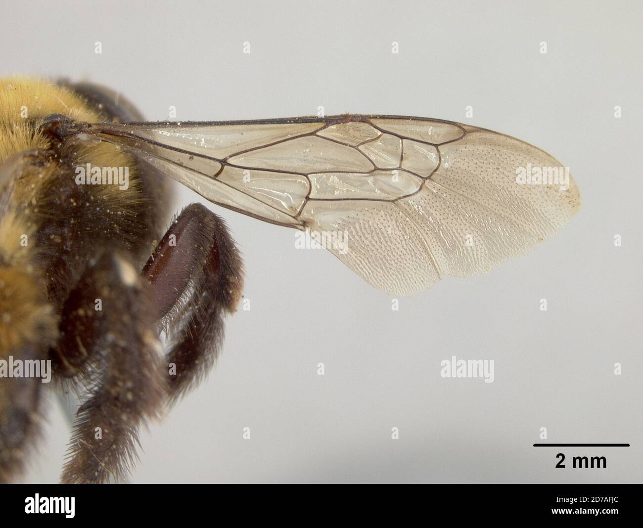 Anthophora bomboides neomexicana cockerell hi-res stock photography and ...