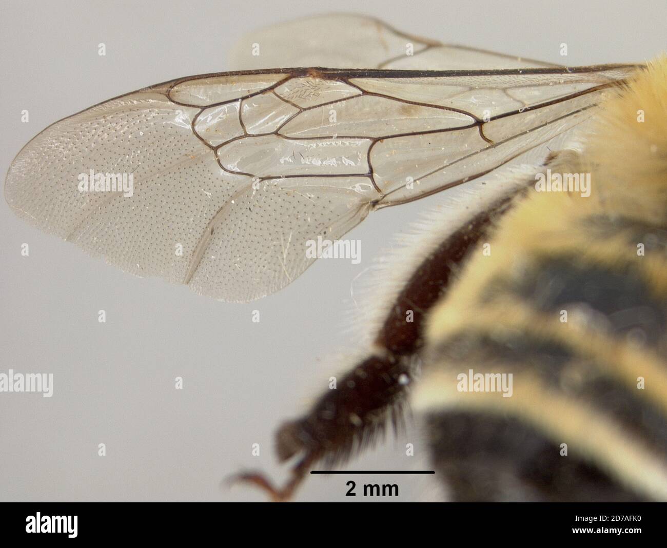 Anthophora usbekistana cockerell hi-res stock photography and images ...