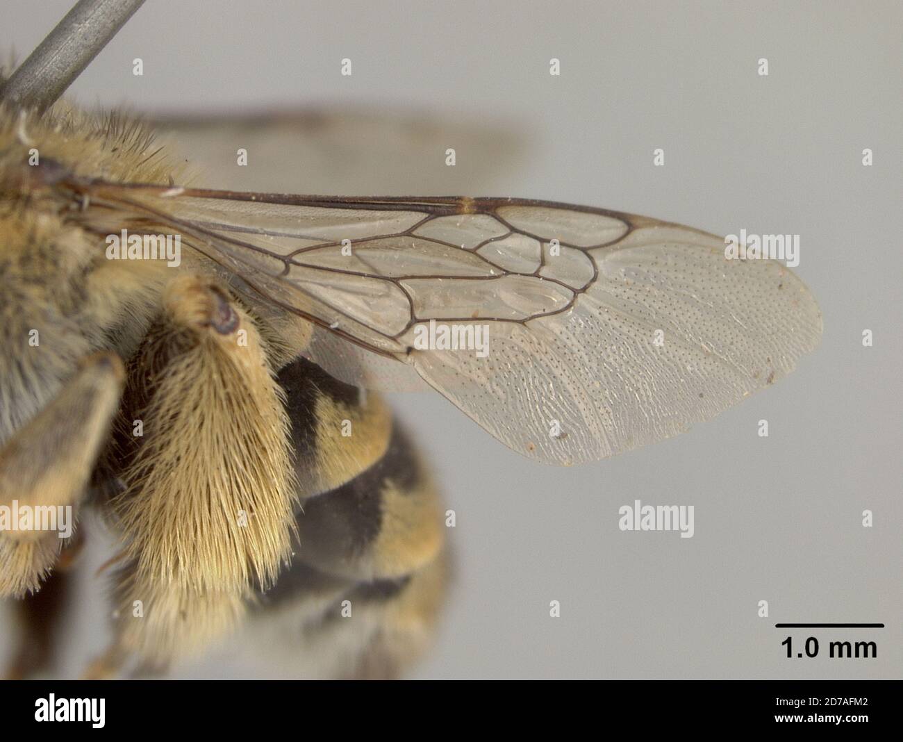 Pinned, Antigua, Guatemala, Sacatepequez, Guatemala, Anthophora ...