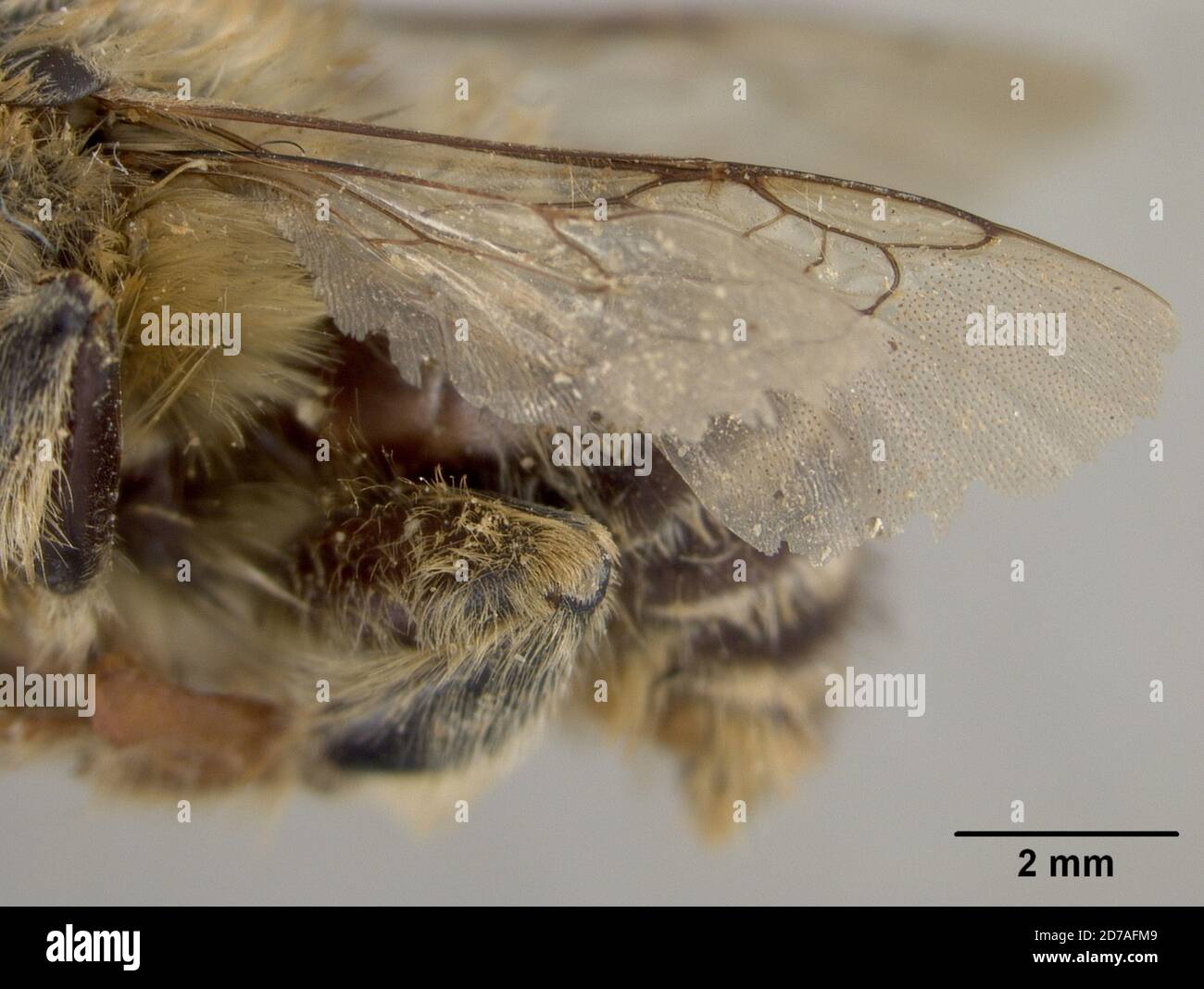 Pinned, Peking, China, Beijing, China, Habropoda pekinensis Cockerell ...