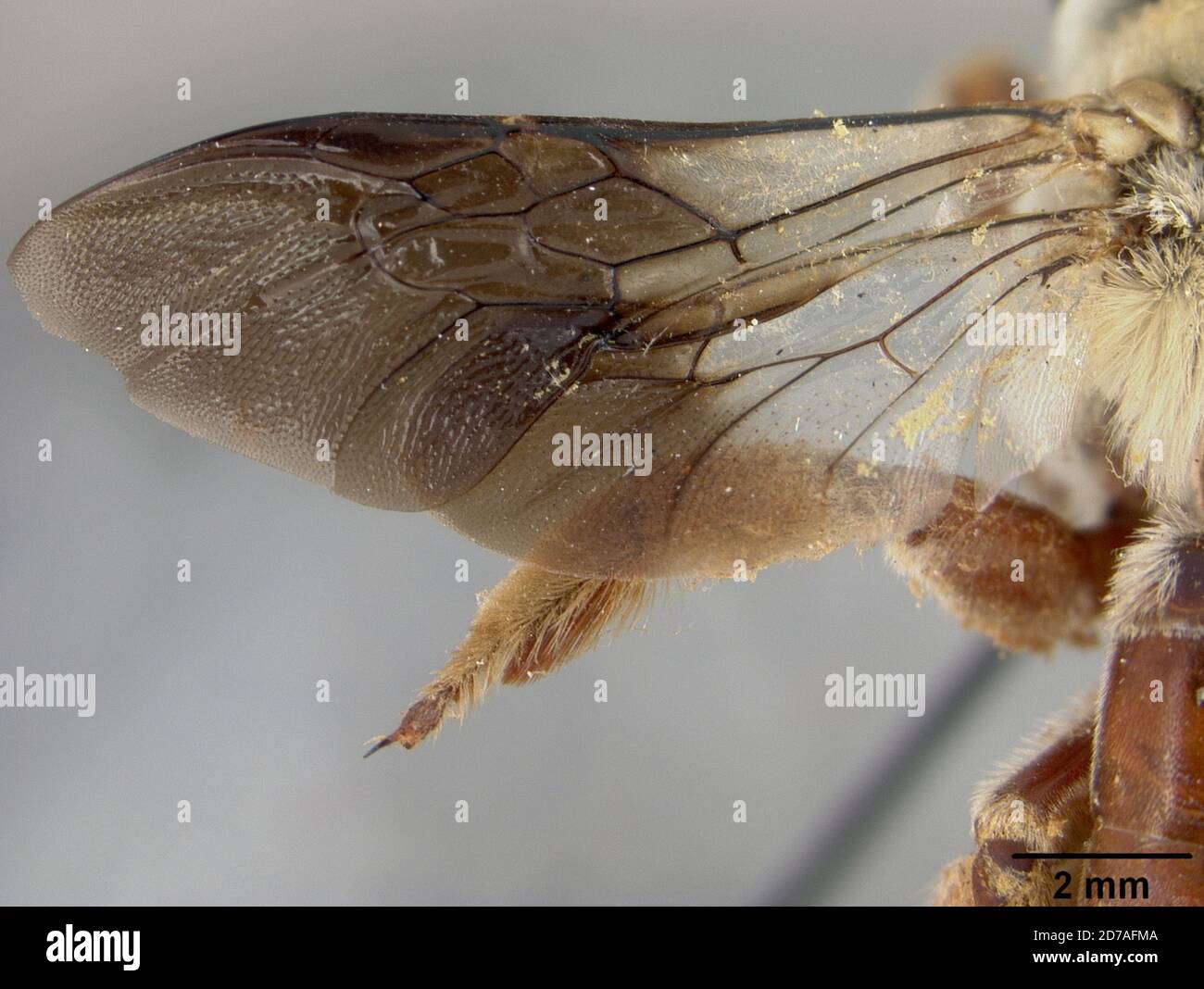 Pinned, Aroa, Venezuela, Yaracuy, Venezuela, Centris bimaculata ...