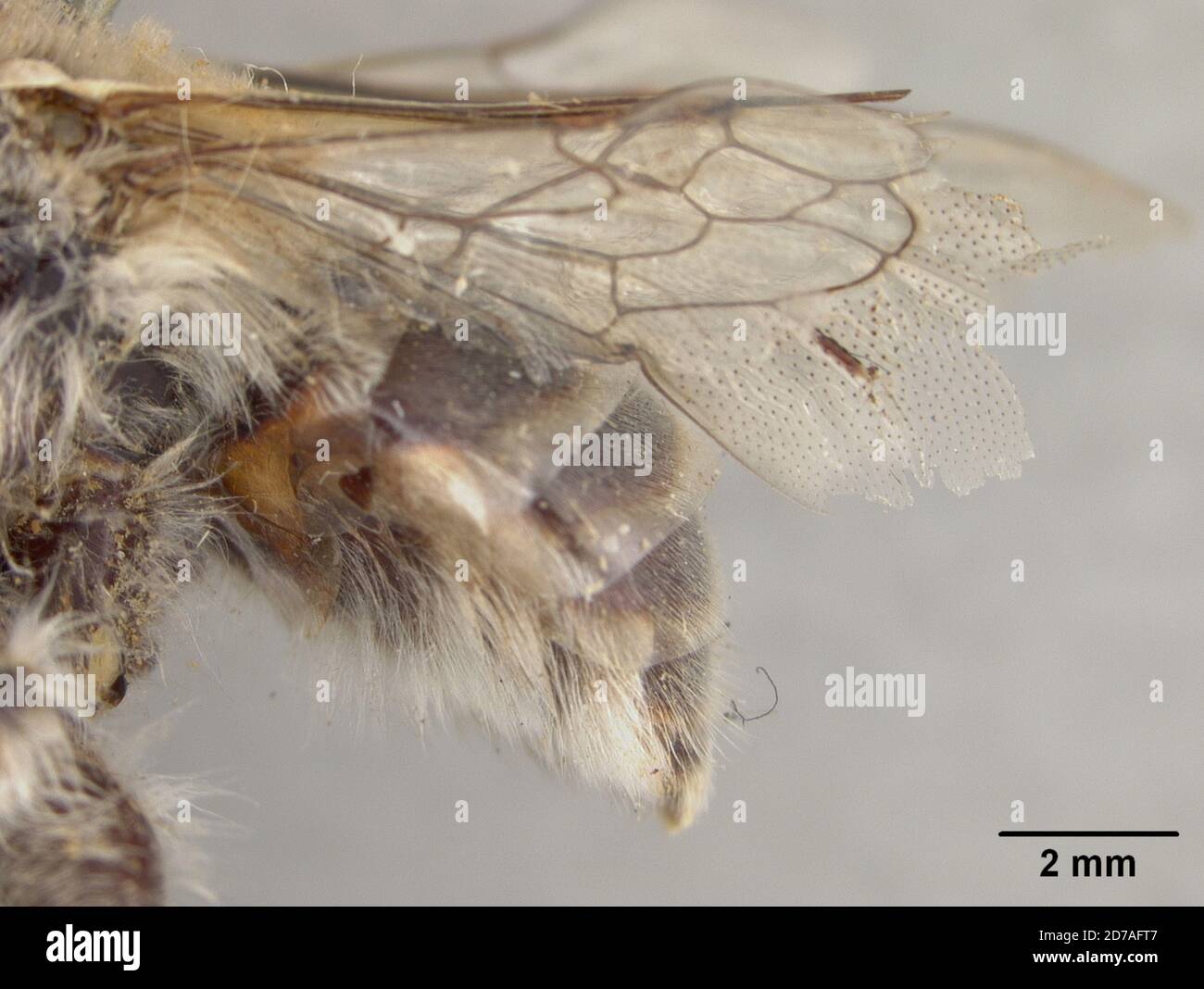 Centris marginata fox hi-res stock photography and images - Alamy