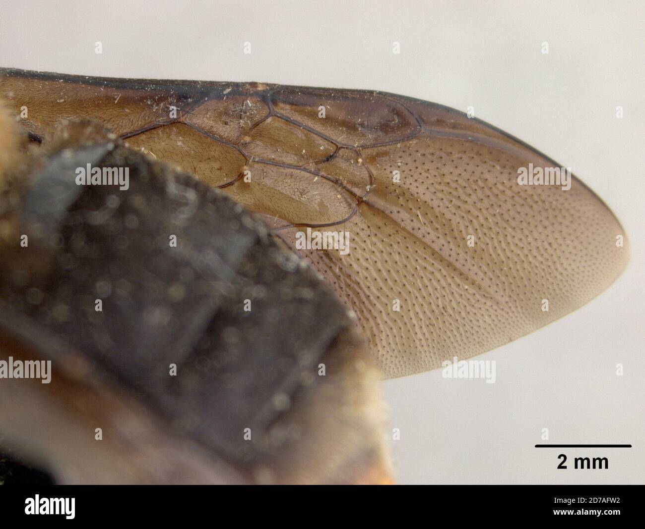 Pinned, Palcazu, Peru, Centris pachysoma Cockerell, 1919, Animalia ...
