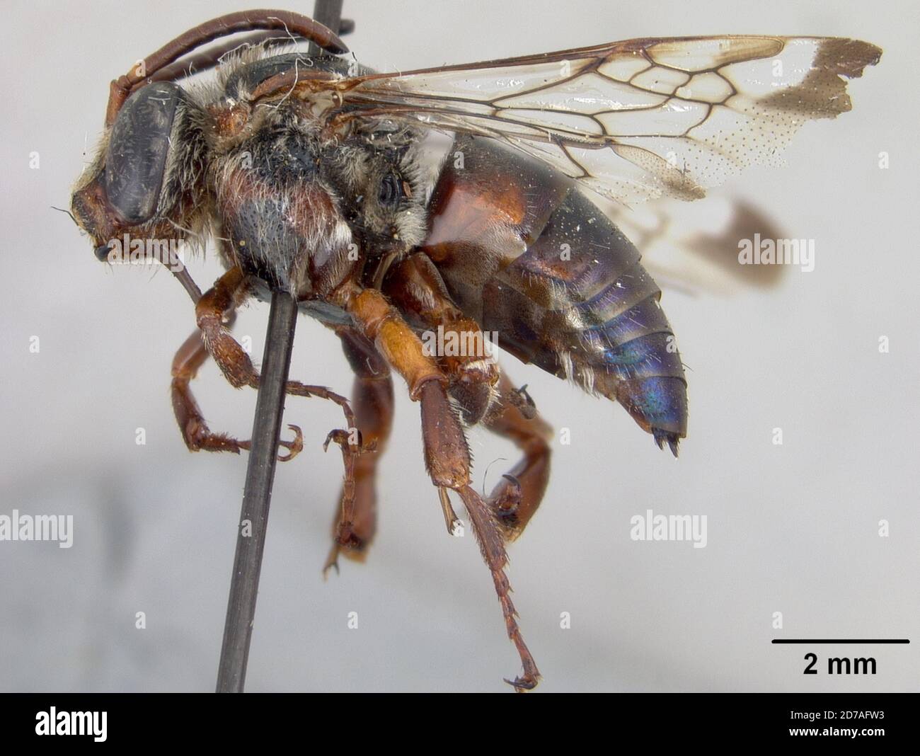 Exaerete melanura cockerell hi-res stock photography and images - Alamy