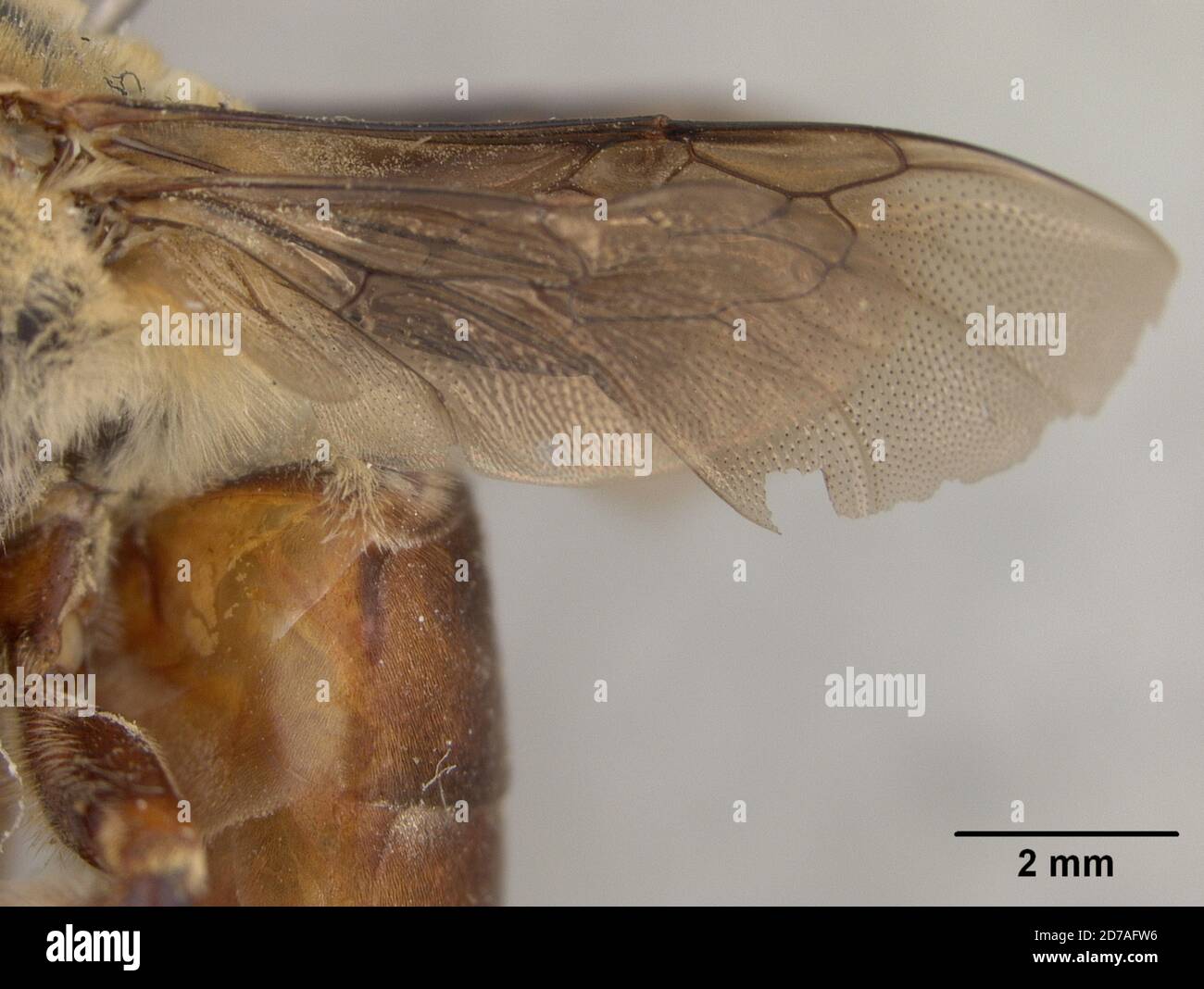 Pinned, Gualan, Guat, Zacapa, Guatemala, Centris inermis gualanensis ...