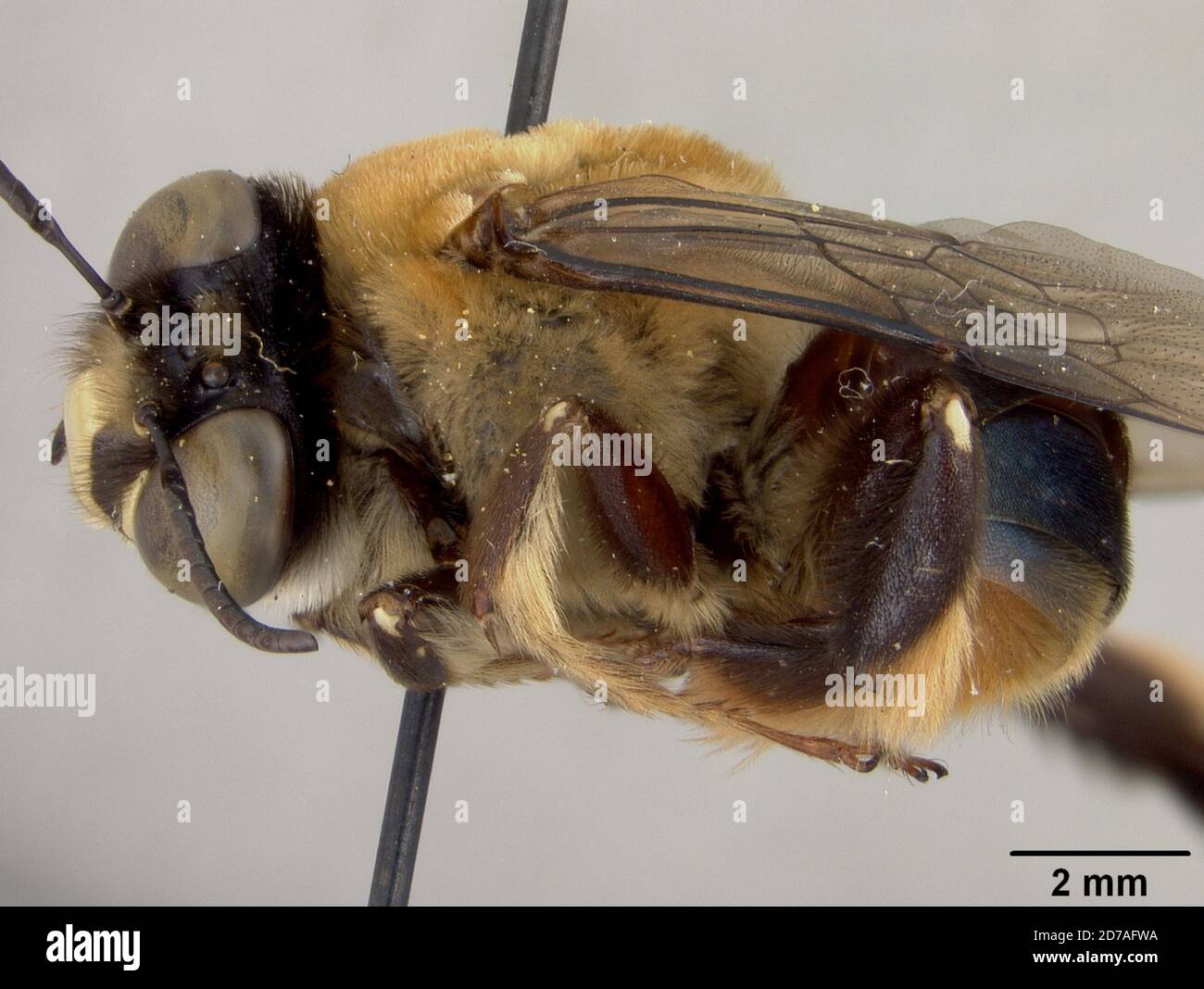 Centris versicolor vincentana cockerell hi-res stock photography and ...