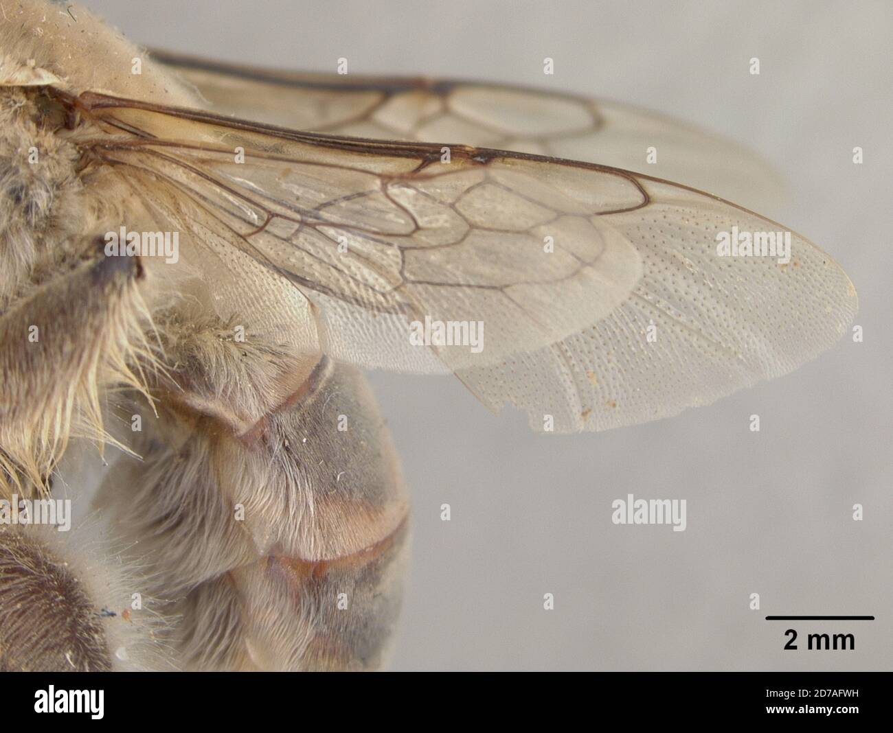 Pinned, Mesilla, Dona Ana, New Mexico, United States, Centris morsei ...