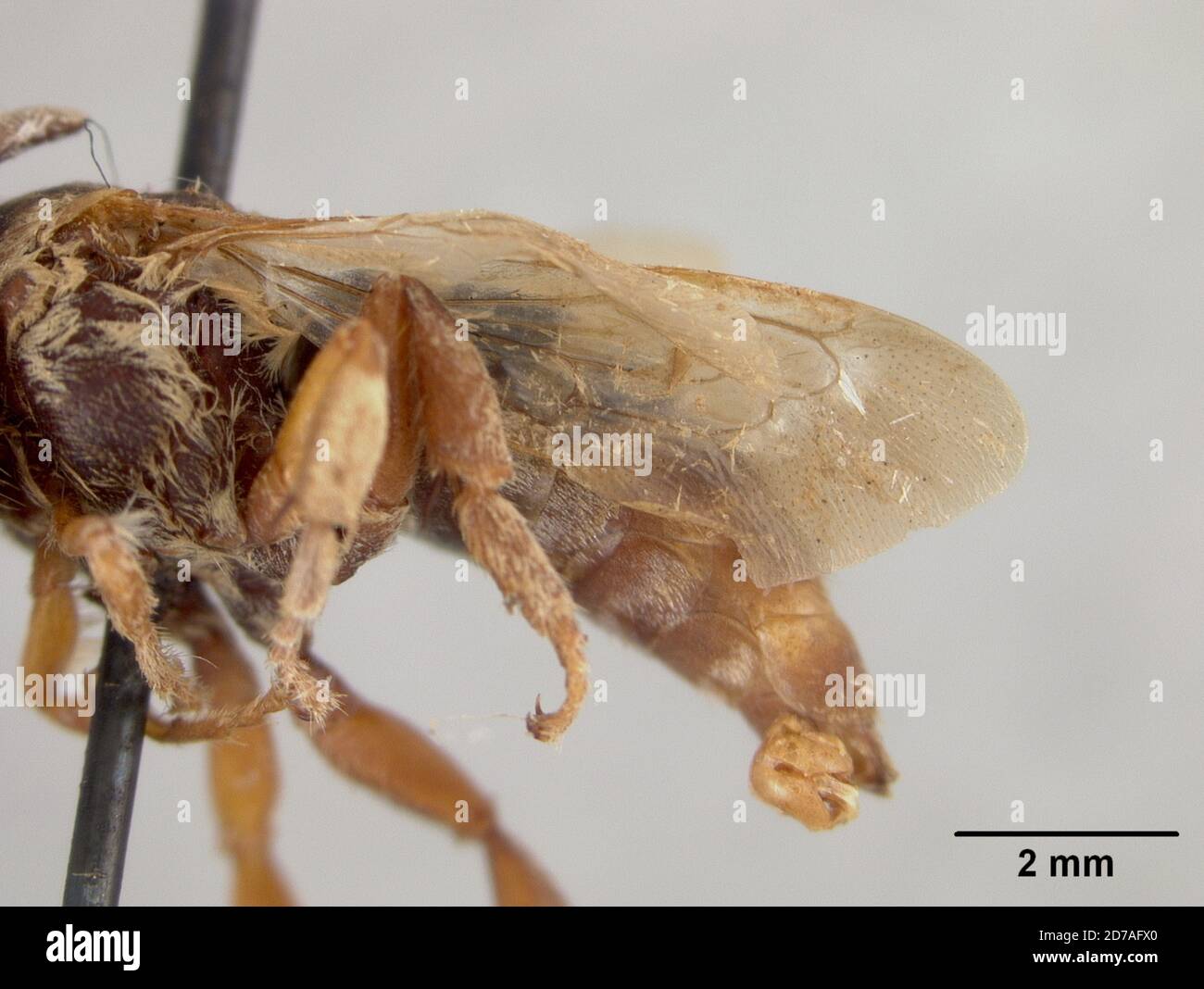 Pinned, Port au Prince, Haiti, Ouest, Haiti, Melecta (Nesomelecta ...