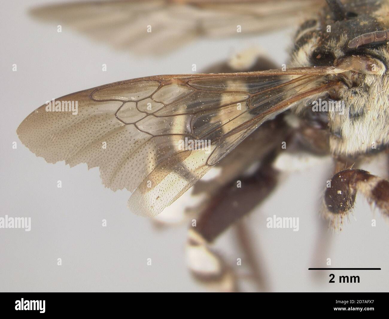 Ericrocis melectoides baker hi-res stock photography and images - Alamy