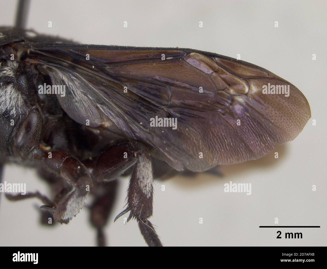 Pinned, Island Samar, Samar, Philippines, Crocisa janasivia Sivik, 1957 ...