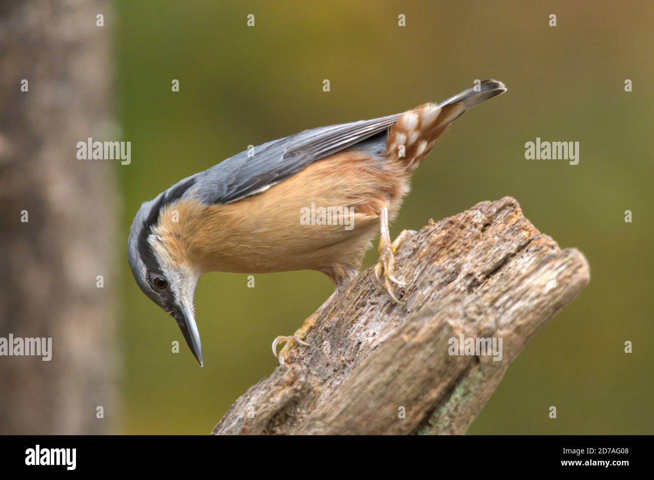 Sitta europaea bird hi-res stock photography and images - Alamy
