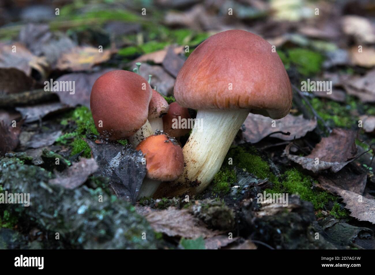 Soft Fungi High Resolution Stock Photography and Images - Alamy