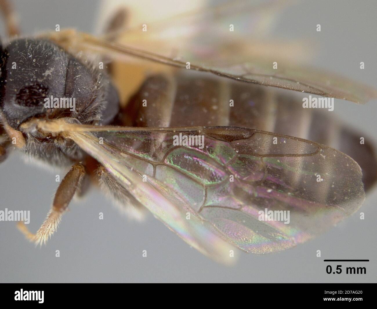 Pinned, Island of Penang, Pulau Pinang, Malaysia, Allodape breviceps ...