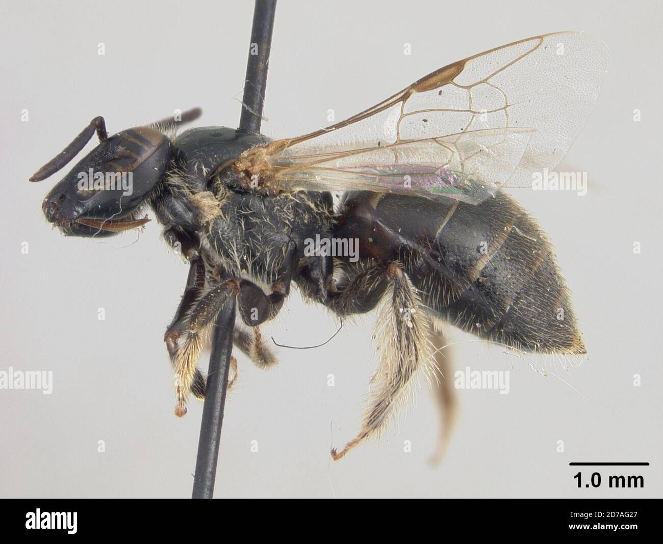 Pinned, Manila, P.I., Rizal, Philippines, Allodape philippinensis ...