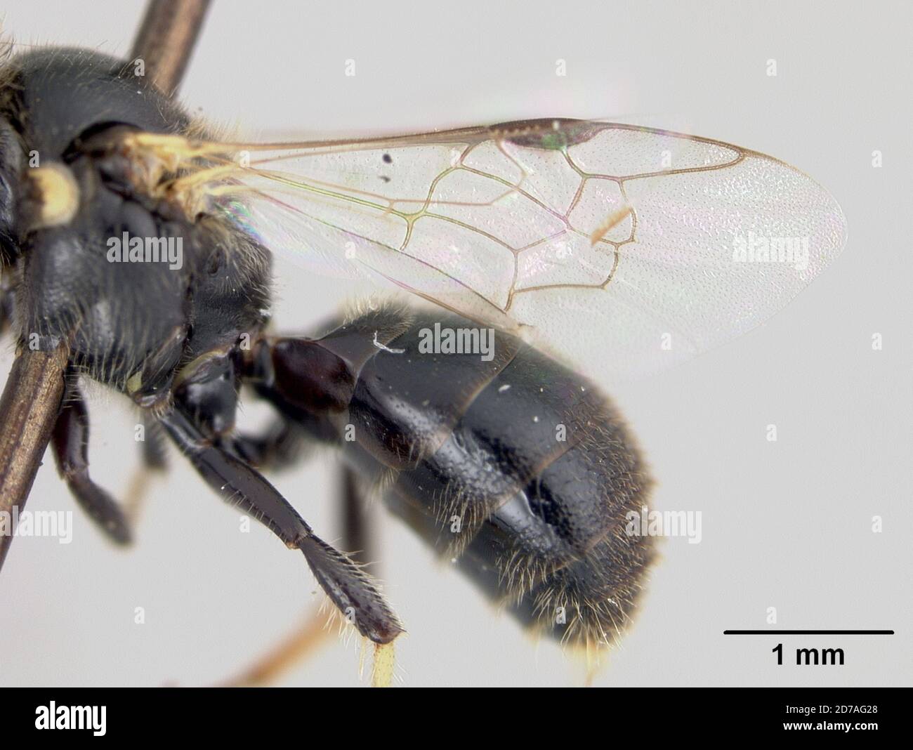 Allodape plebeia cockerell hi-res stock photography and images - Alamy