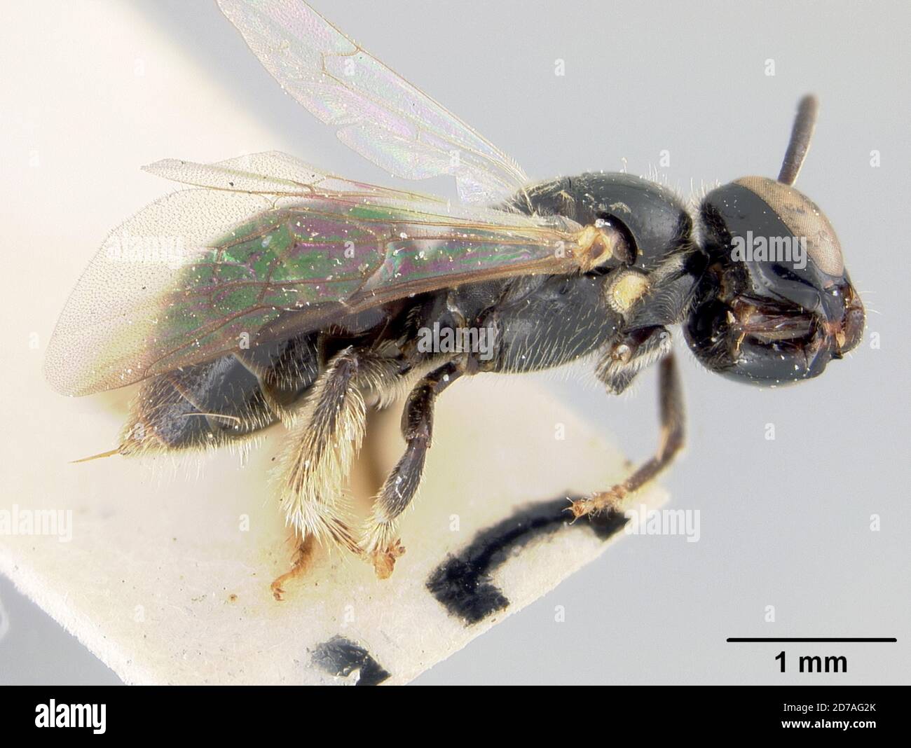 Pinned, Kum puang Creek, Siam, Thailand, Allodape puangensis Cockerell ...