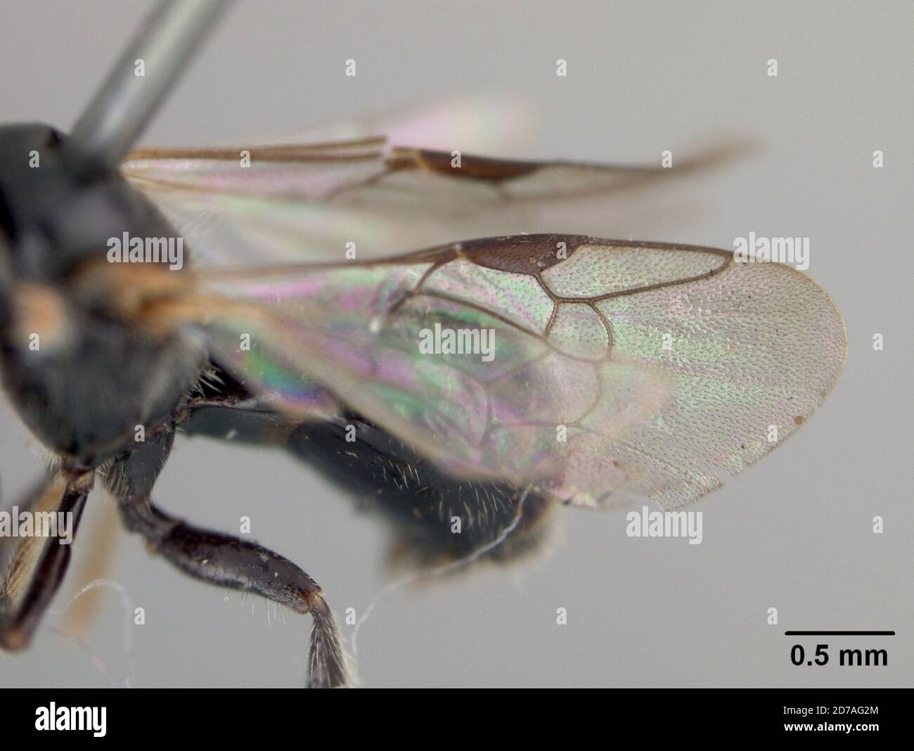 Pinned, Los Banos, P.I., Laguna, Philippines, Allodape cupulifera ...