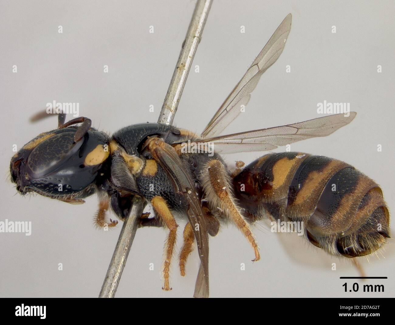 Ceratinidia hi-res stock photography and images - Alamy