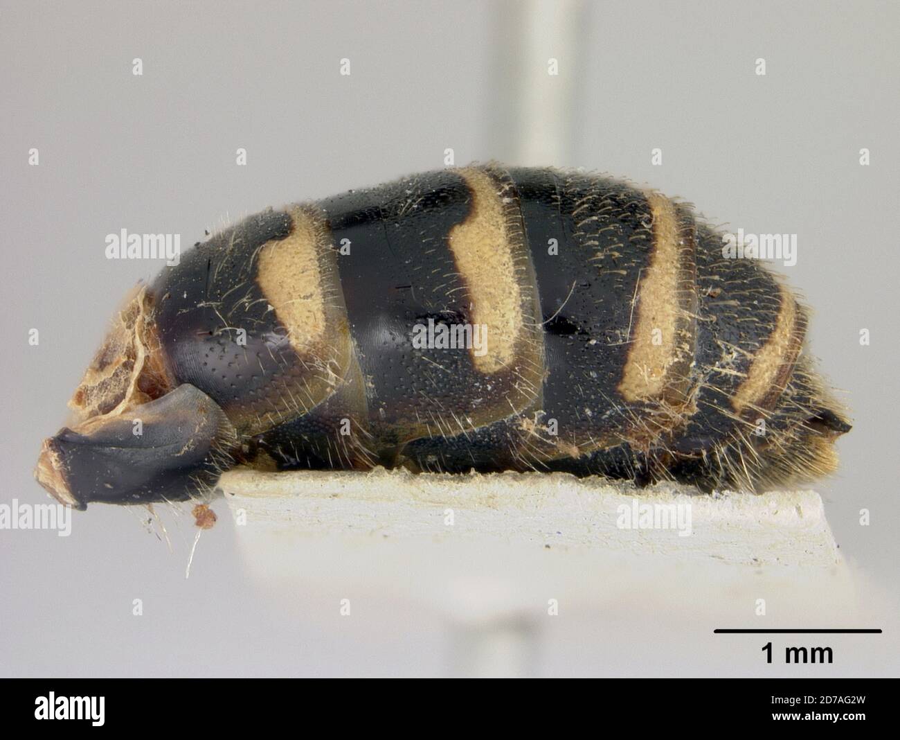 Ceratinidia hi-res stock photography and images - Alamy