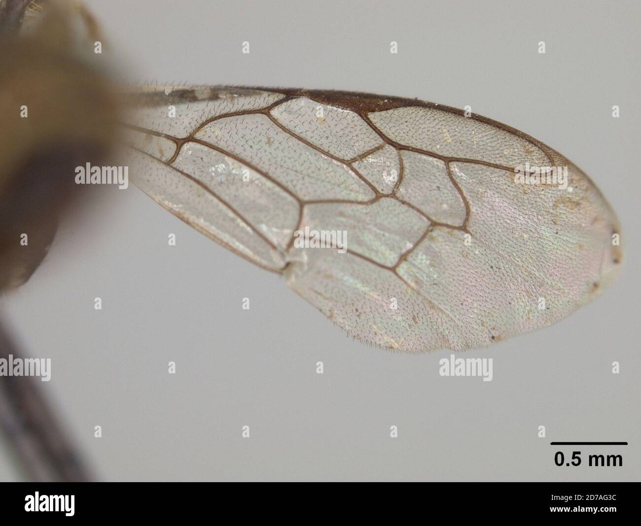 Pinned, Pelaboean Ratoe, Java, Jawa Barat, Indonesia, Ceratina ...