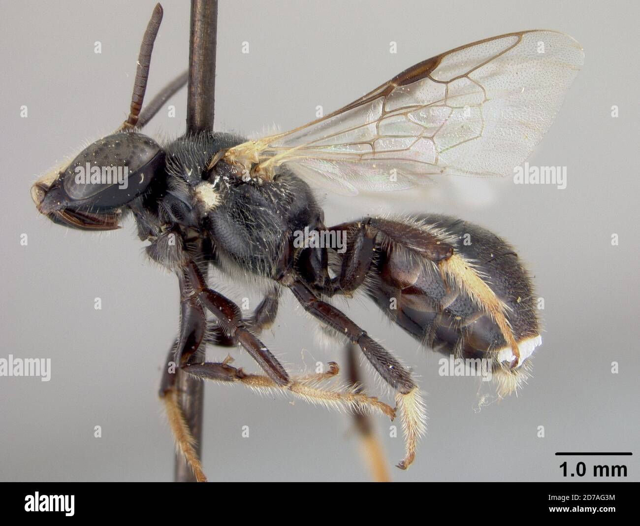 Allodape clarissima cockerell hi-res stock photography and images - Alamy