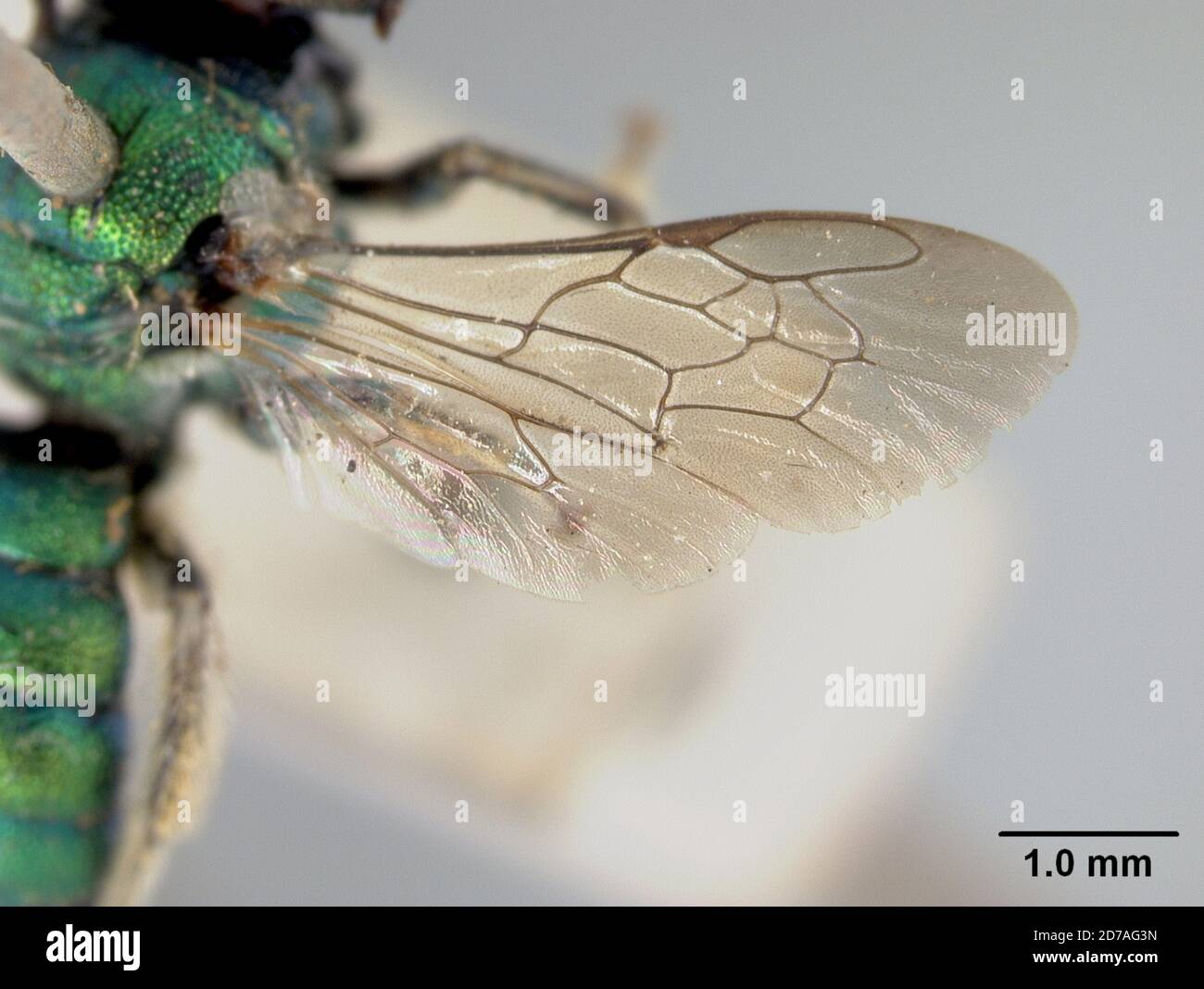 Pinned, Siliguri, Ceratina (Pithitis) binghami Cockerell, 1908 ...