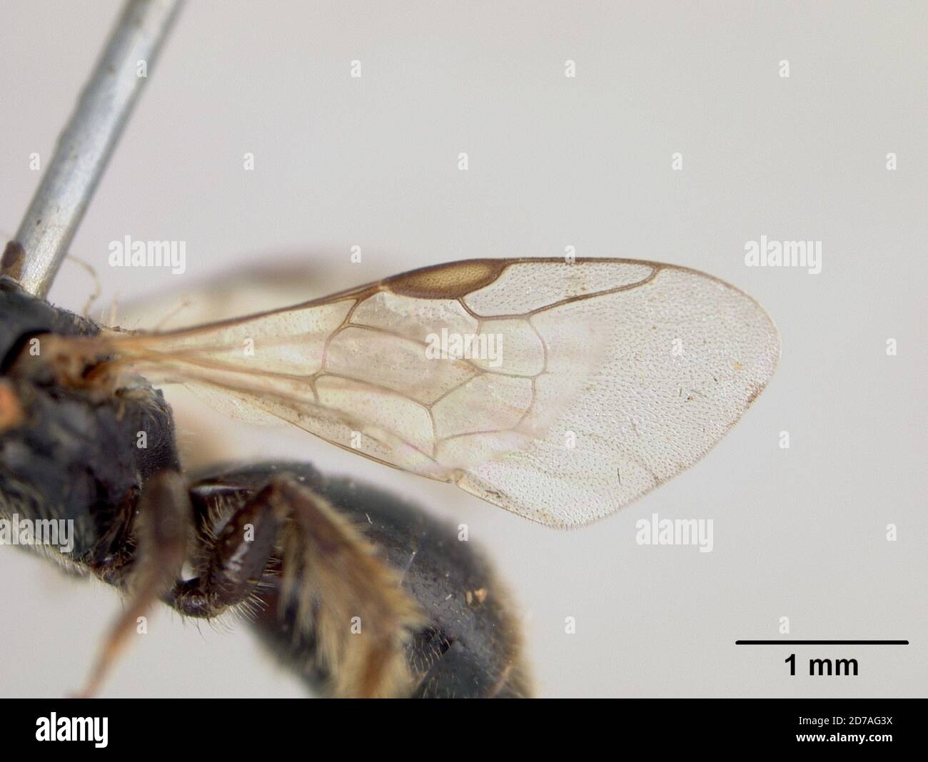 Pinned, Dapitan, Mindanao, Zamboanga del Norte, Philippines, Allodape ...