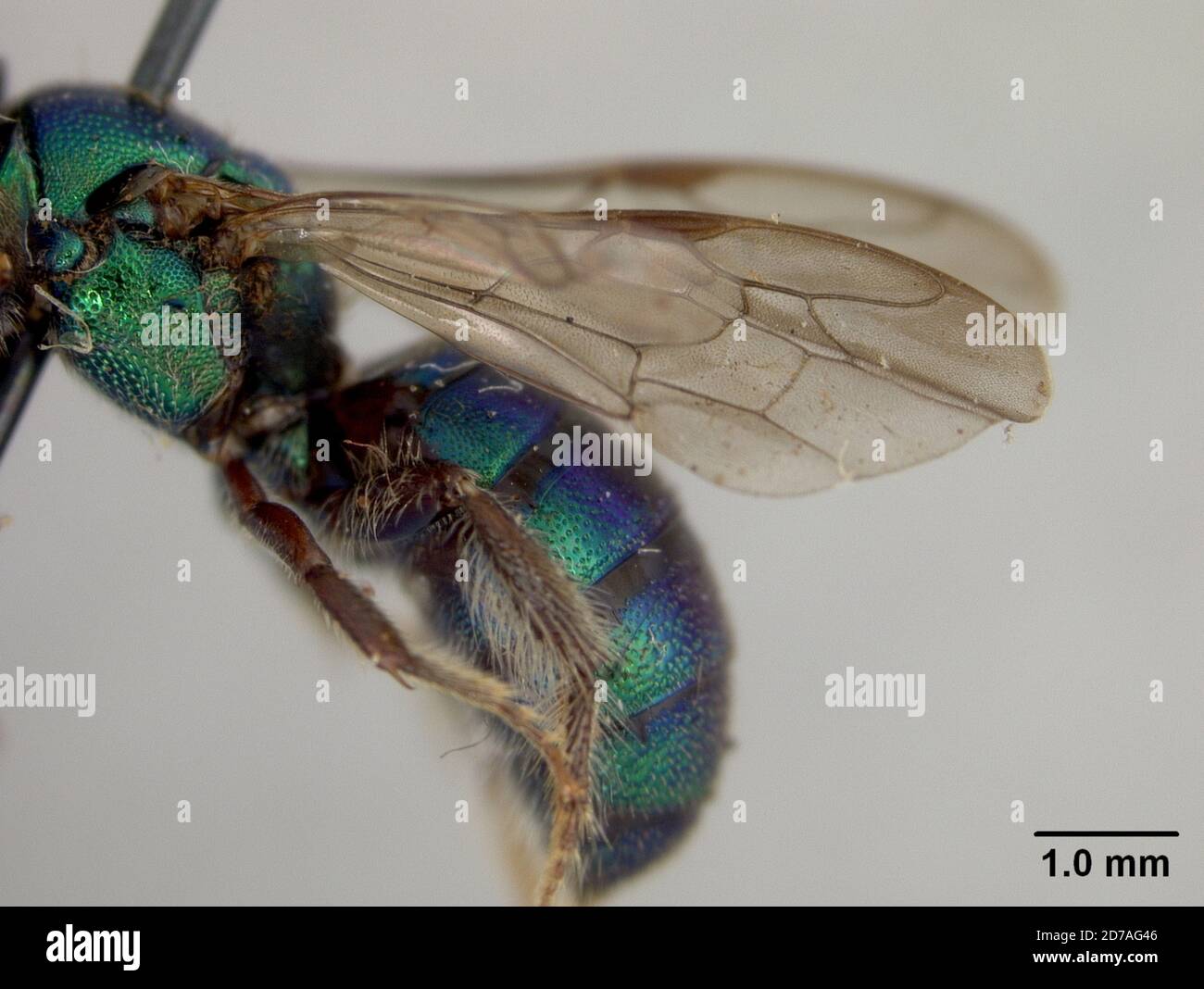 Ceratina triangulifera cockerell hi-res stock photography and images ...