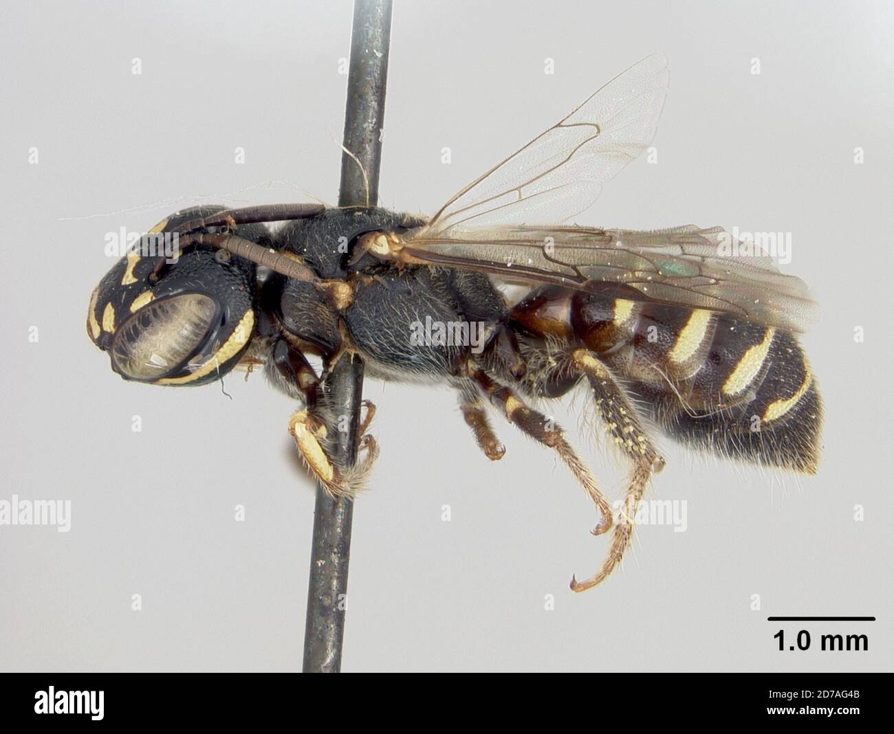 Ceratinidia hi-res stock photography and images - Alamy