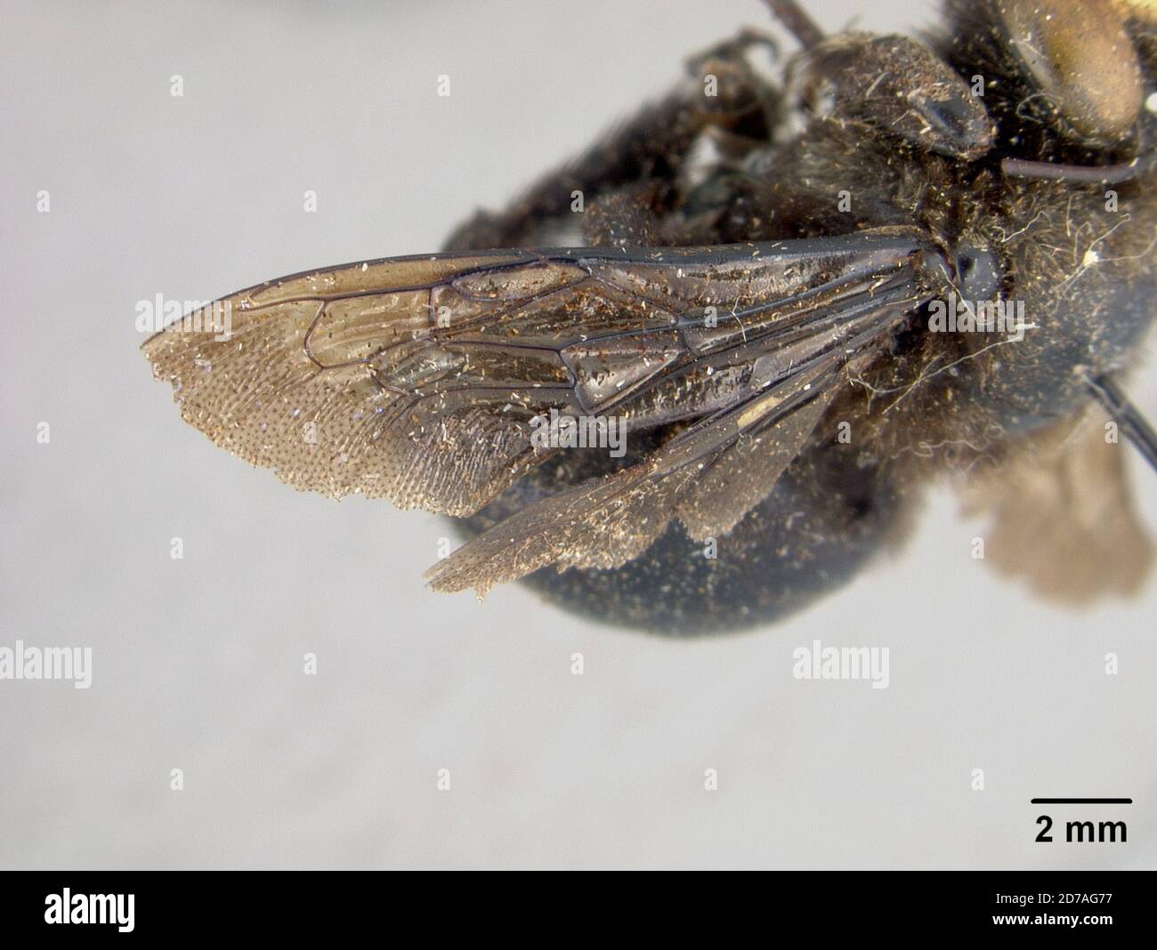 Pinned, San Mateo, Guatemala, Guatemala, Xylocopa peleni Cockerell ...