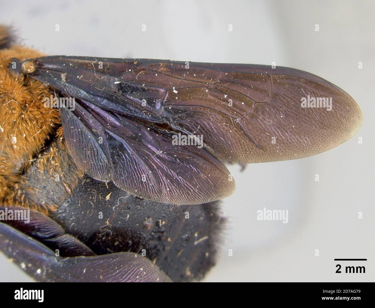 Bg tambelan i china sea hi-res stock photography and images - Alamy