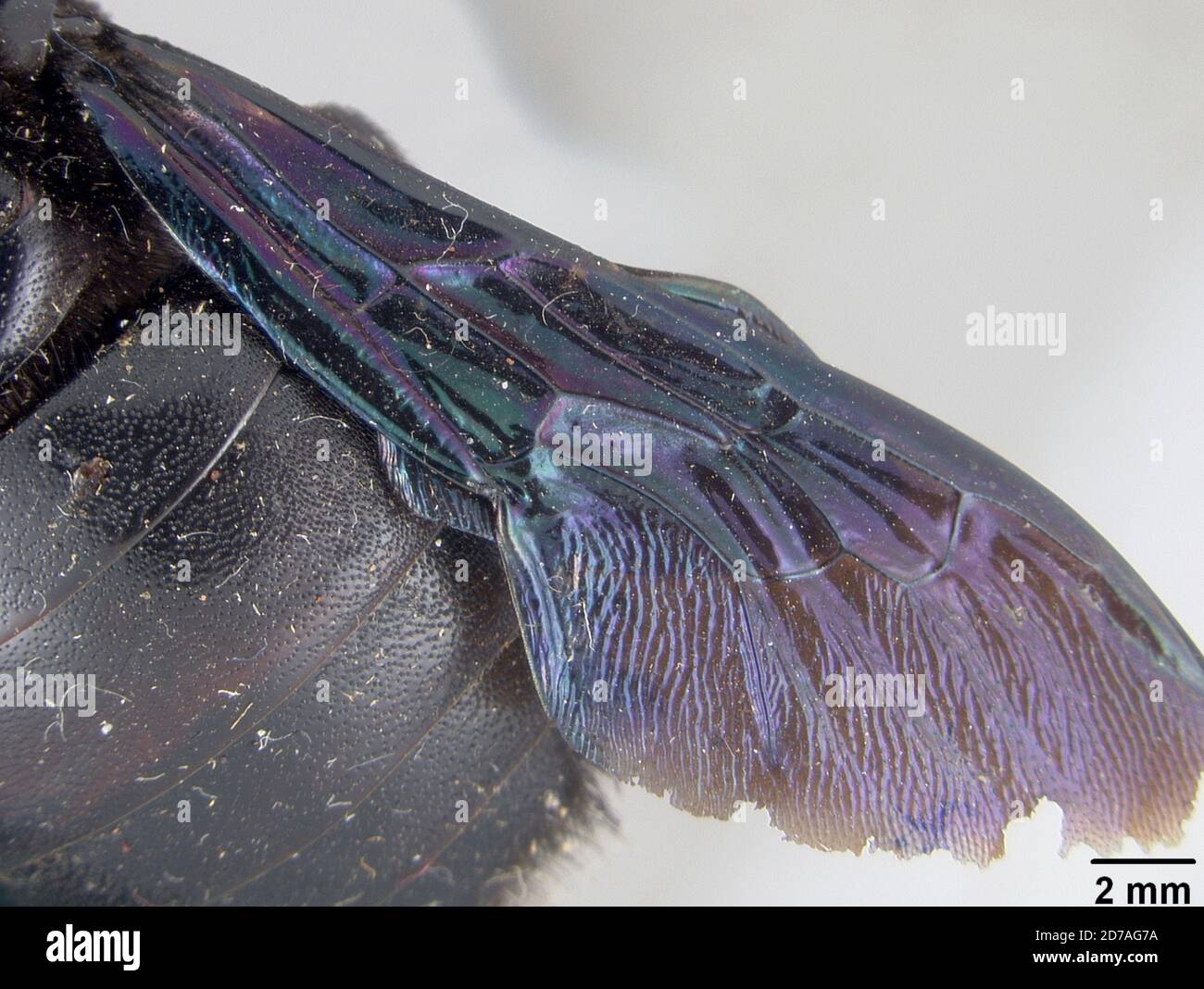 Pinned, P. Princesa, Palawan, Palawan, Philippines, Mesotrichia latipes ...