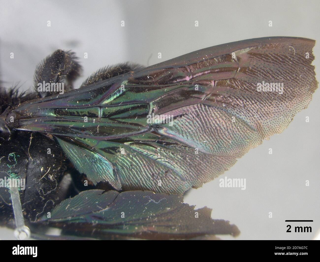 1920 animalia hi-res stock photography and images - Alamy