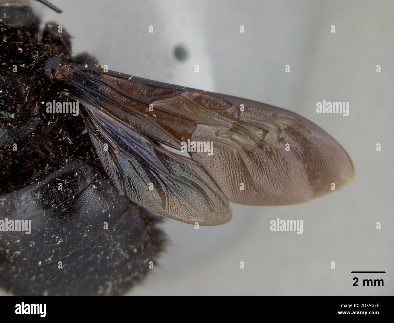 Pinned, Galapagos Is., Chatham I., Galapagos, Ecuador, Xylocopa darwini ...