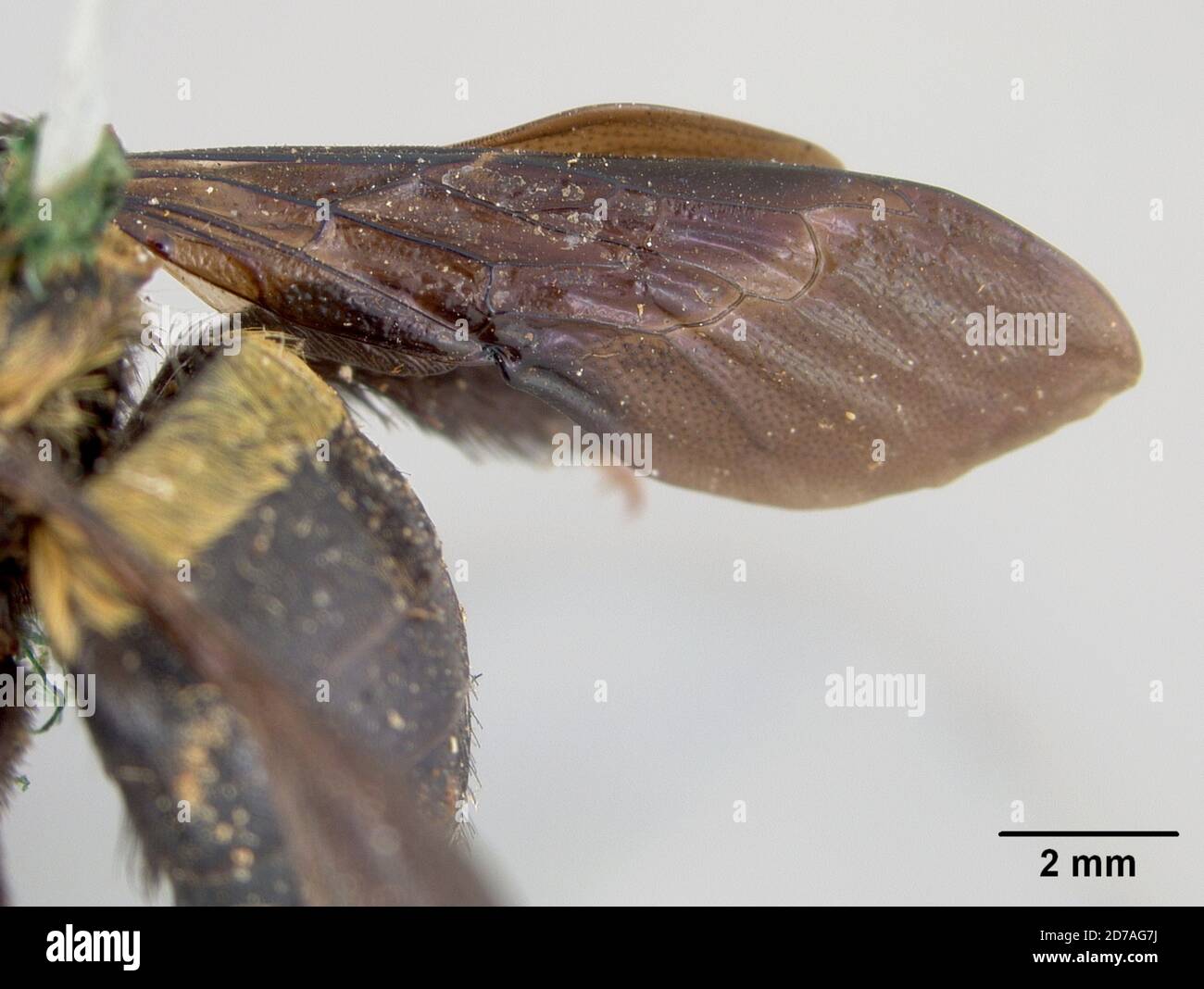 Mesotrichia stuhlmanni alticola cockerell hi-res stock photography and ...